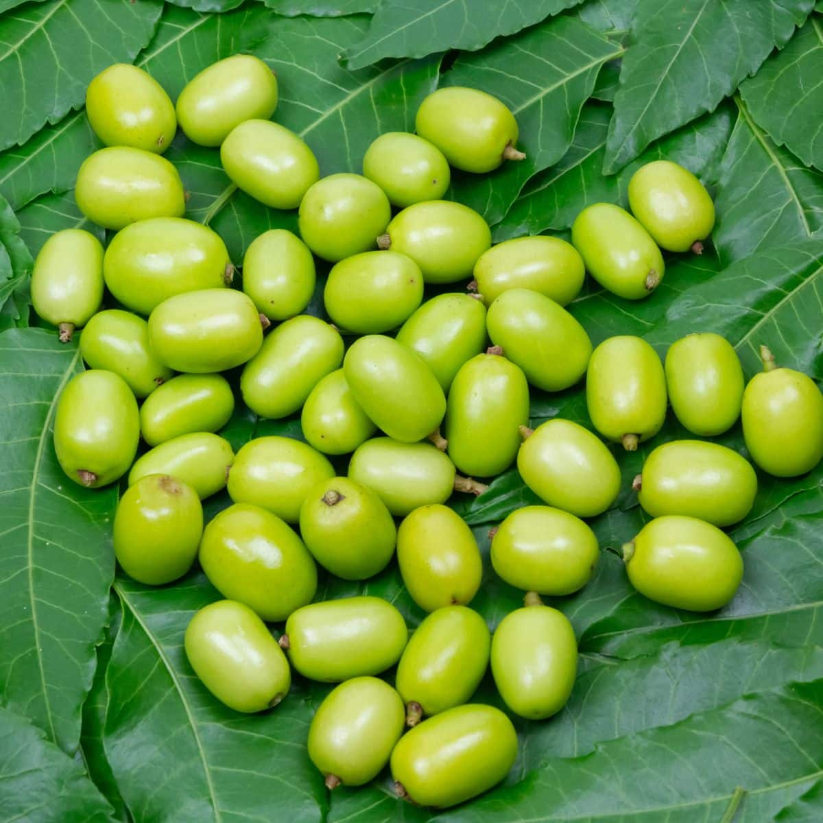 21 Fruit That Starts With N - Food Lovin Family